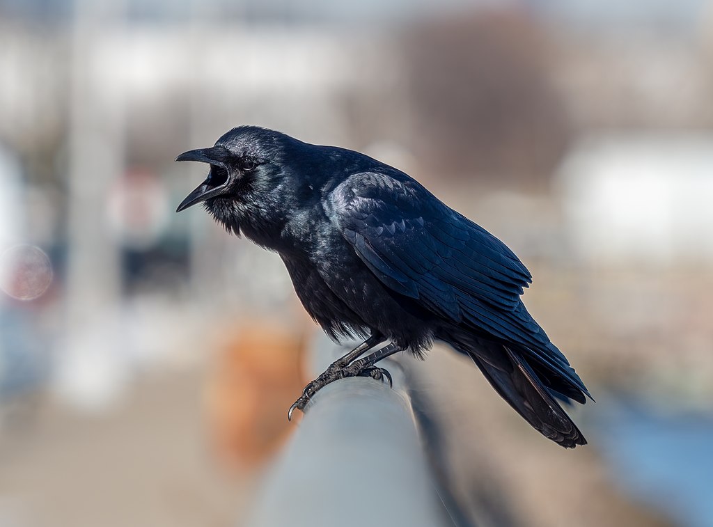 The Agitated Crow and the Silent Republic - GLOBAL STRAT VIEW